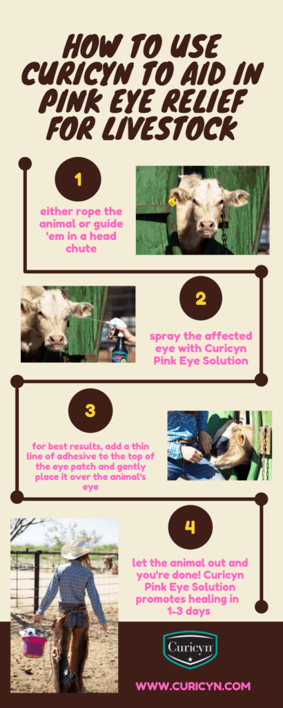 Livestock with pink eye? How to take care of it in 4 easy steps ...