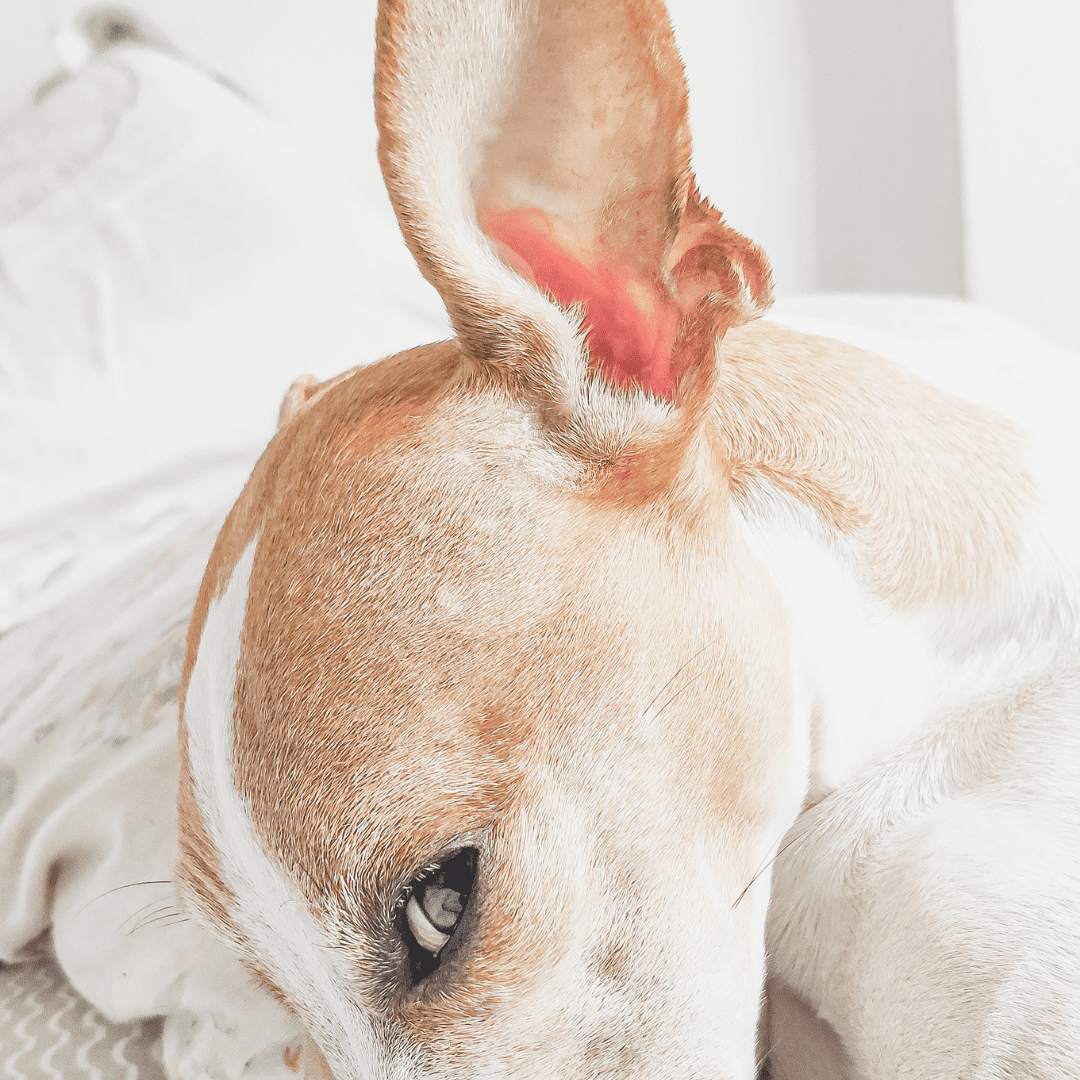 How to clean your dog's ears using Curicyn Ear Cleansing Solution