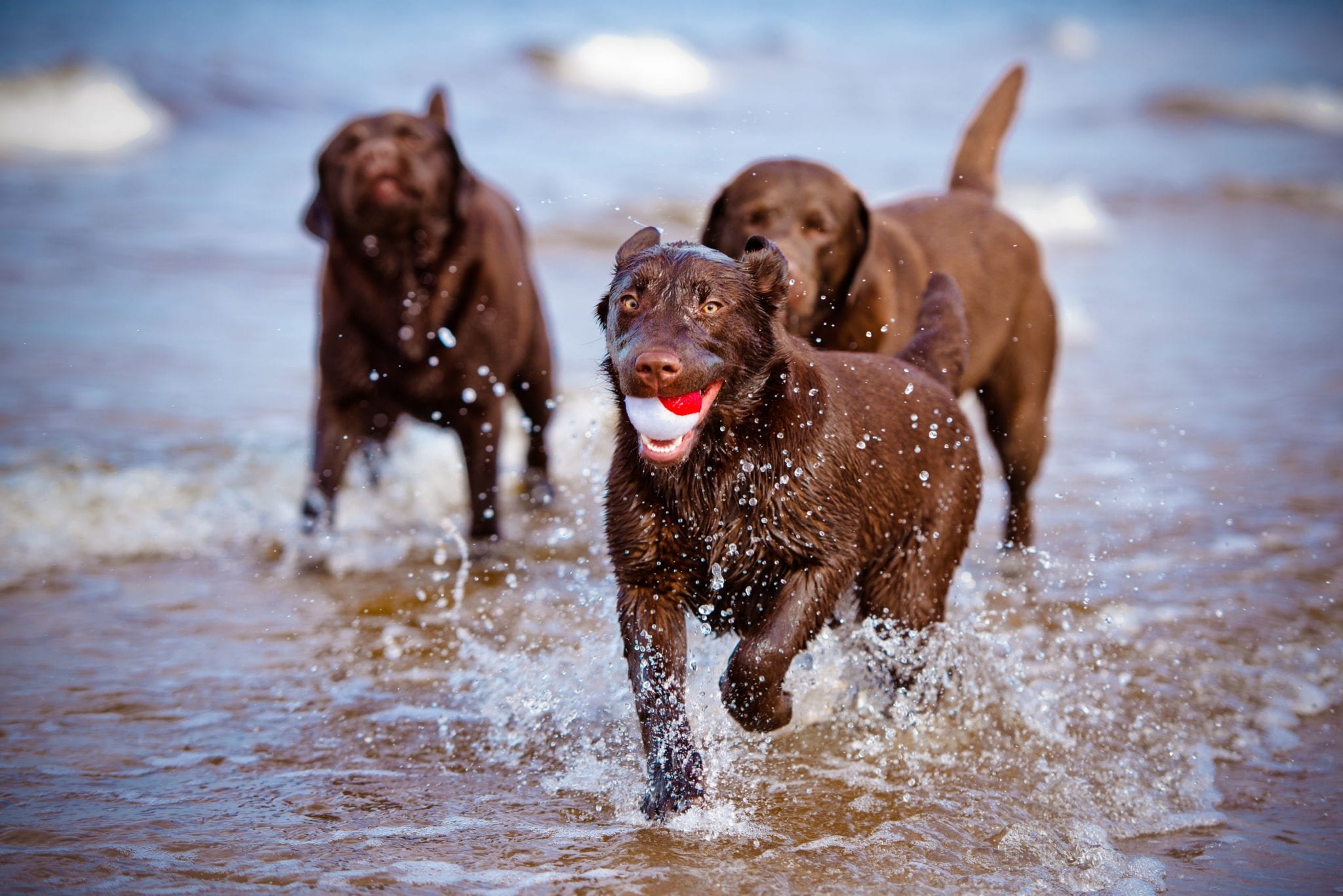 Fun in the Sun: Keeping Your Pet Safe at the Beach | Curicyn