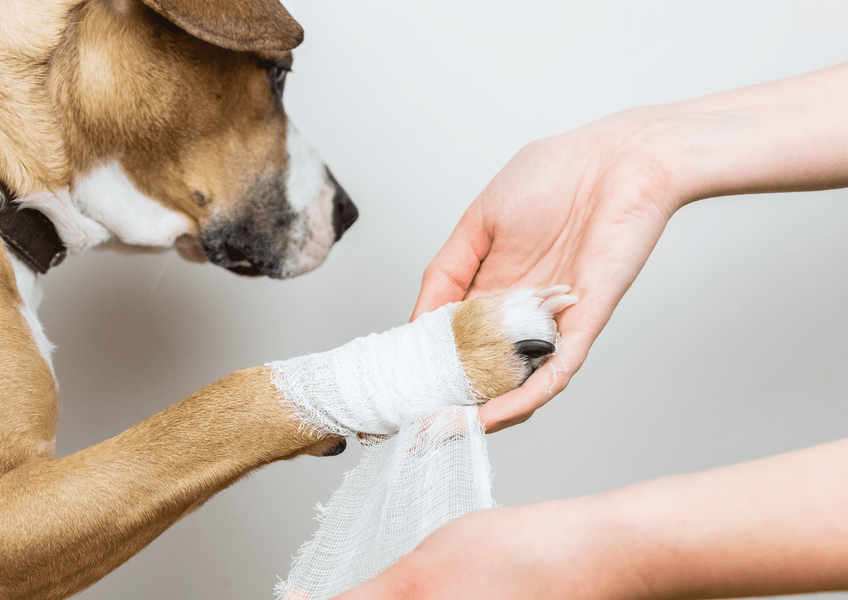 Scratches, Scrapes, and Cuts, Oh My! Pet First Aid at Home | Curicyn