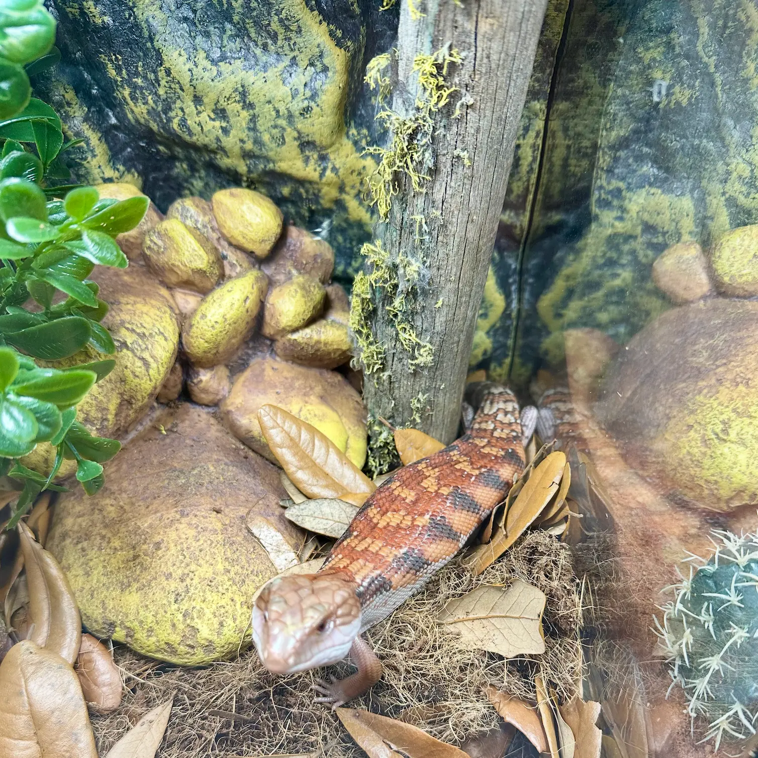 Curicyn Wound Care for Reptiles